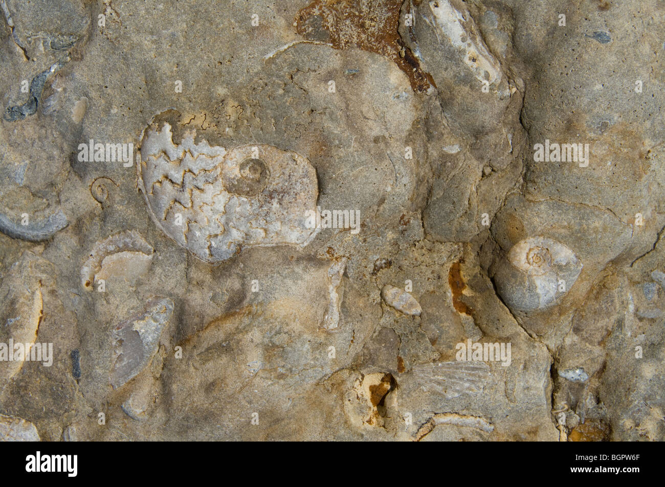 Ammonite fossils hi-res stock photography and images - Alamy