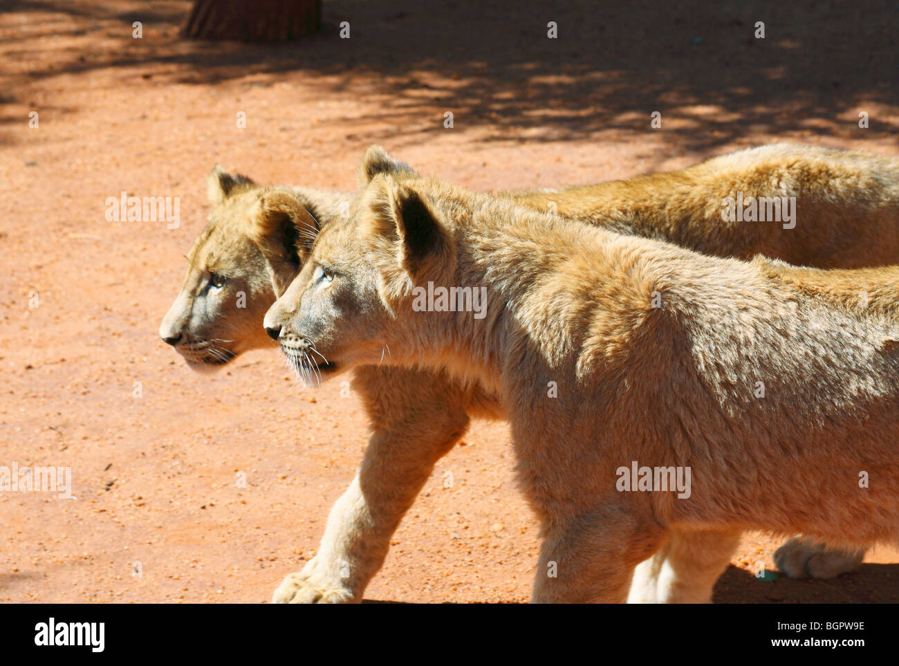 6 months old lion hi-res stock photography and images - Alamy