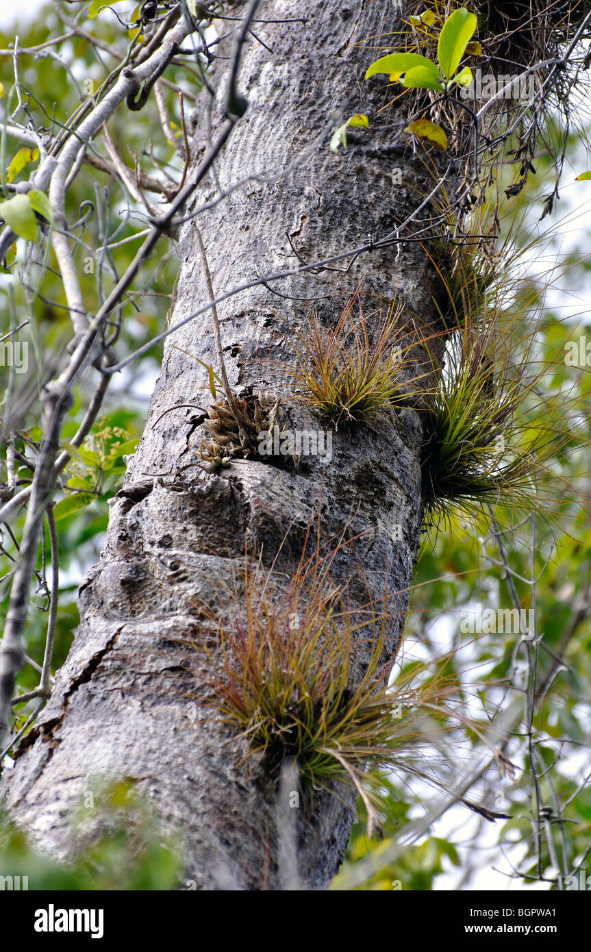 Tree trunk, Everglades national park, Florida, USA Stock Photo - Alamy