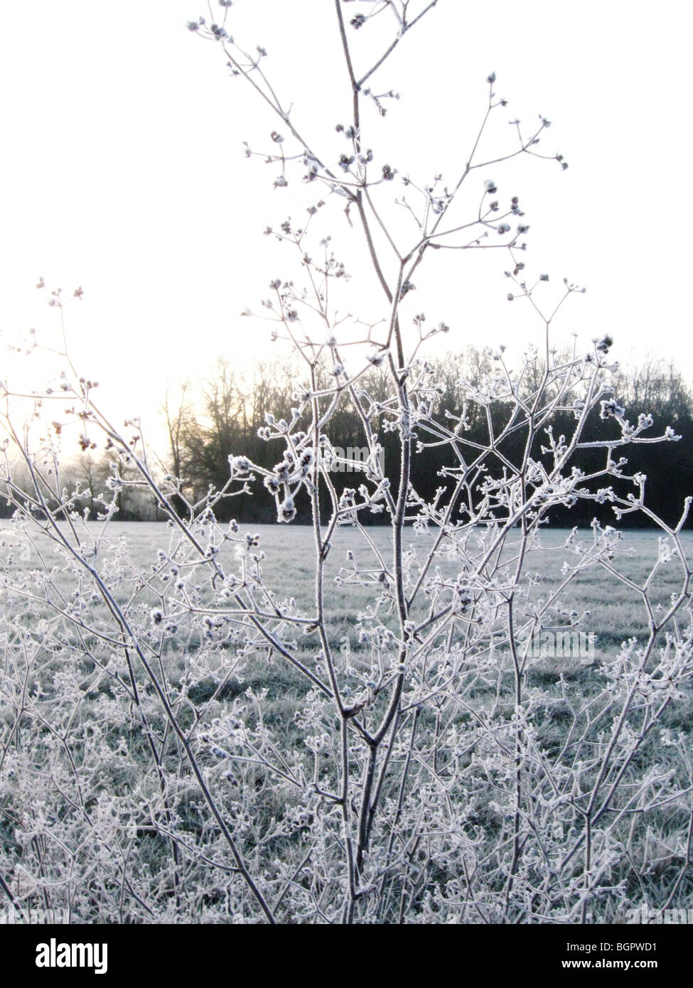 An icy weed in winter, growing in front of a iced field Stock Photo - Alamy