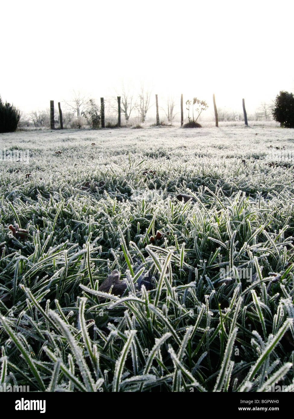 Cobweb ice frost hi-res stock photography and images - Alamy