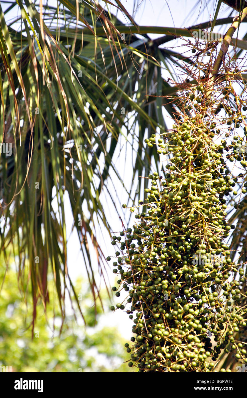 Royal palm tree hi-res stock photography and images - Alamy