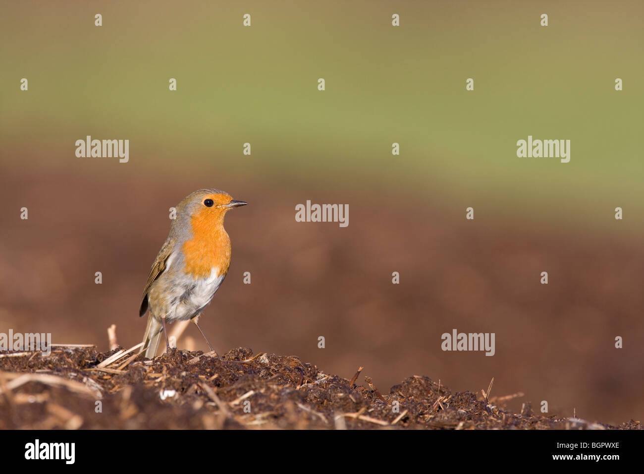 Robin with insects hi-res stock photography and images - Alamy