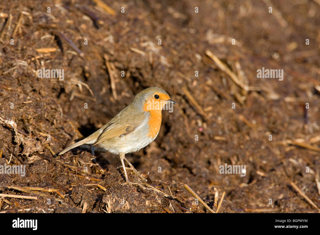 Single Robin Erithacus rubecula feeding on dung manure heap looking for ...
