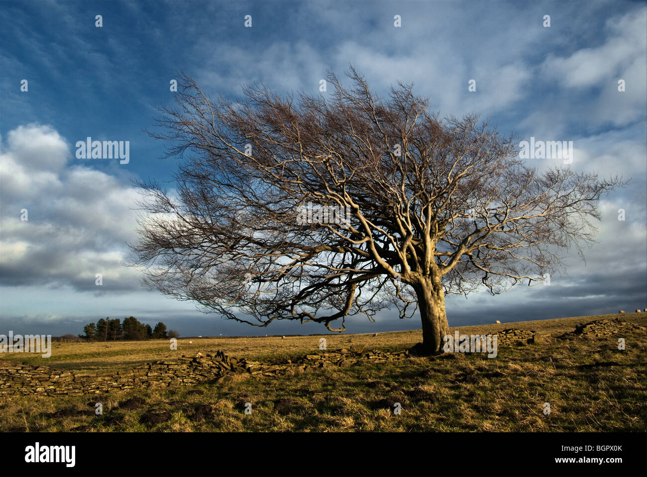 Hawthorn tree evening hi-res stock photography and images - Alamy