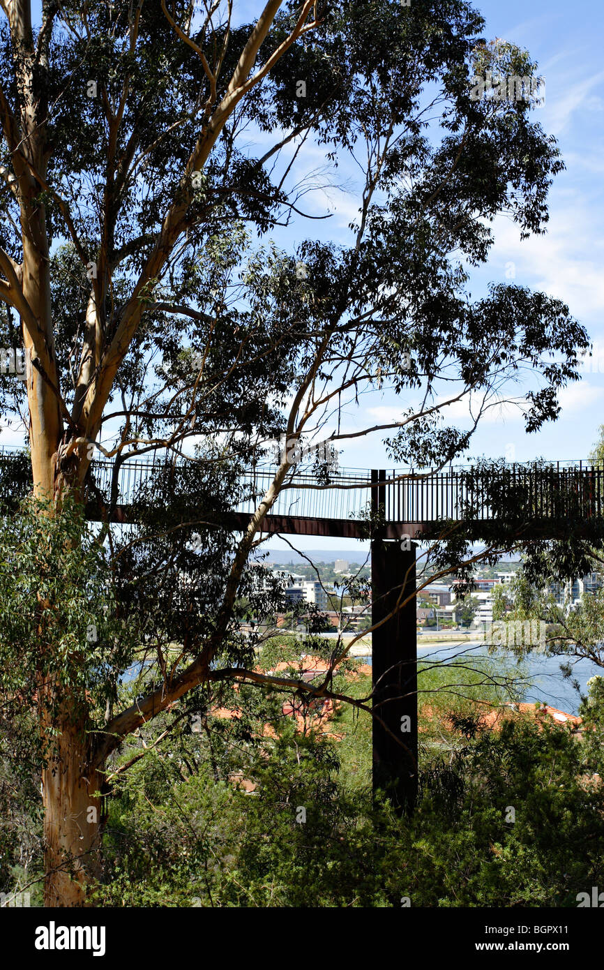 Elevated walkway at Kings Park in Perth, Western Australia Stock Photo ...