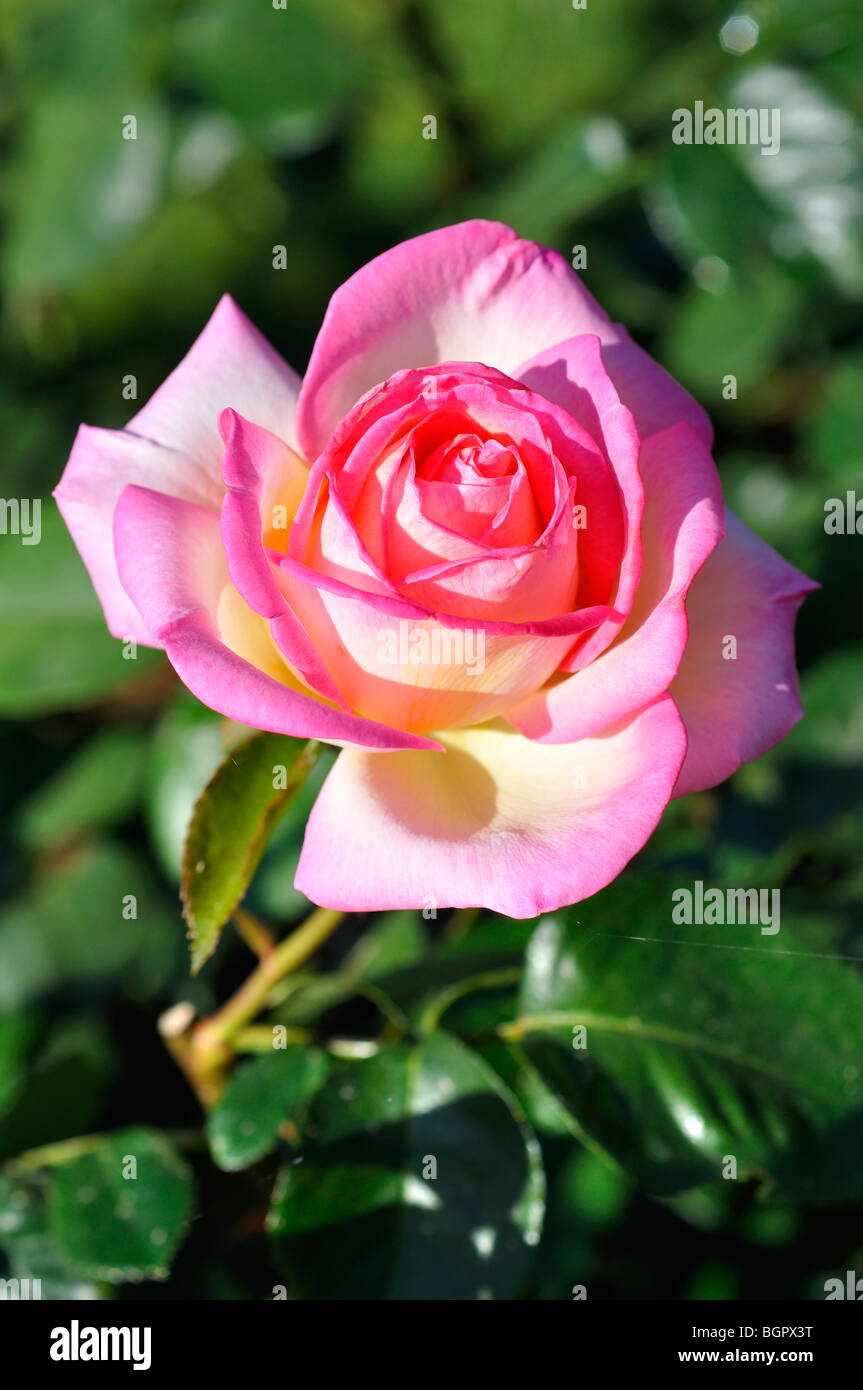 Rose rosa hybrida hi-res stock photography and images - Alamy
