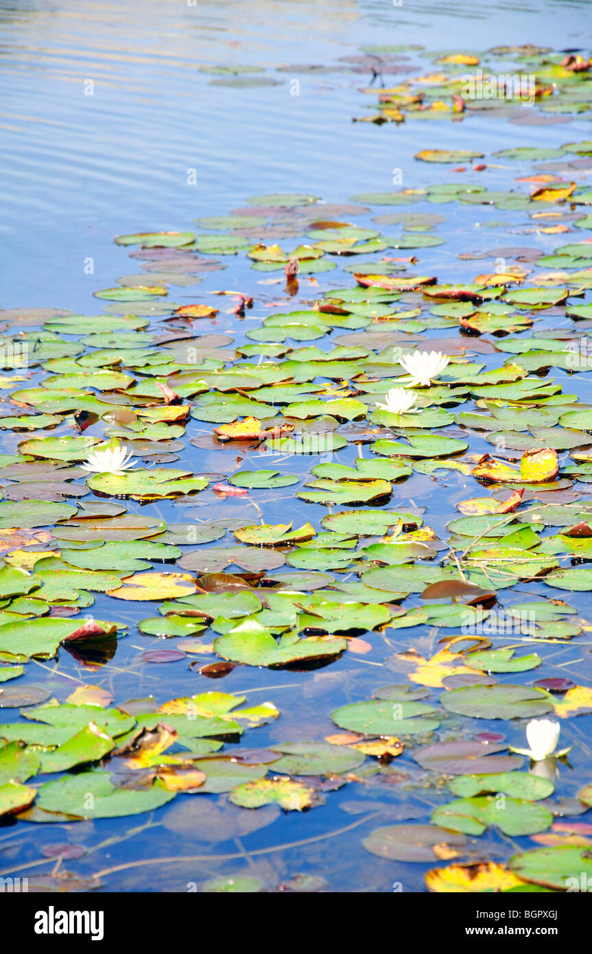 Water lily - Nymphaeaceae Stock Photo - Alamy