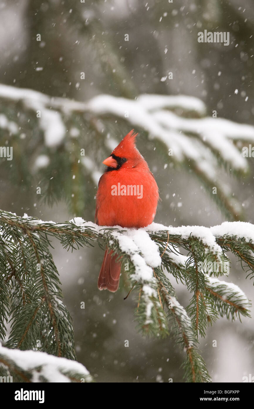 Northern Cardinal perched in falling snow and Spruce tree - vertical ...