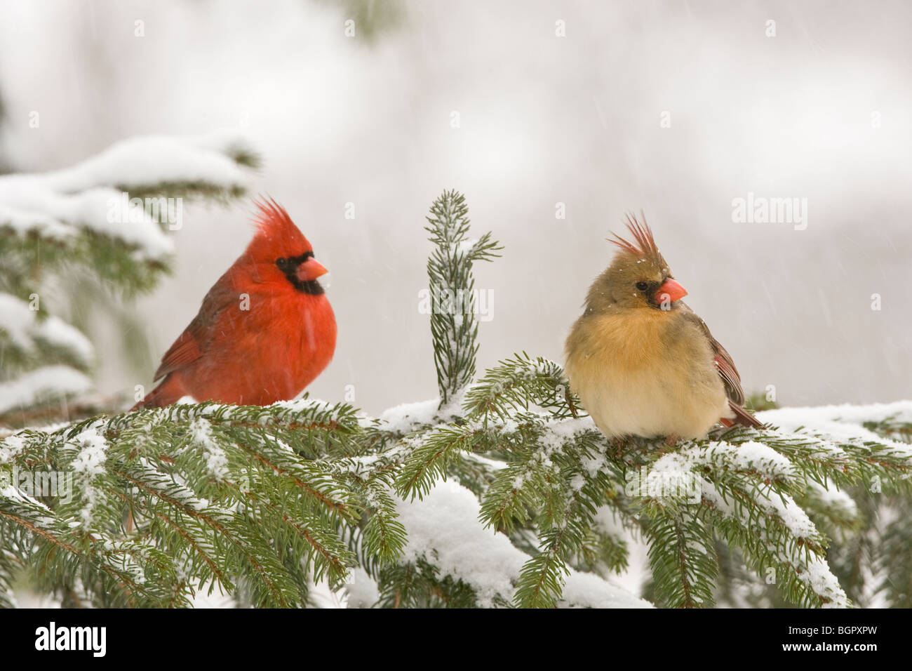 Male and female cardinals hi-res stock photography and images - Alamy