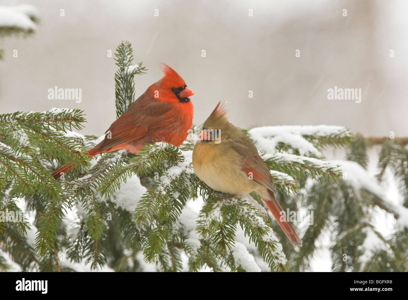 Cardinal pair hi-res stock photography and images - Alamy