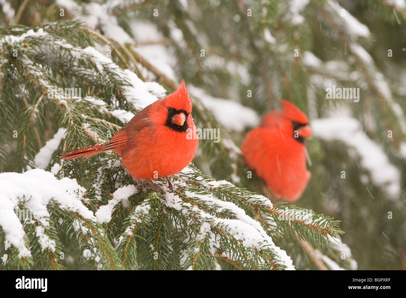 Cardinal Pair Stock Photos & Cardinal Pair Stock Images - Alamy