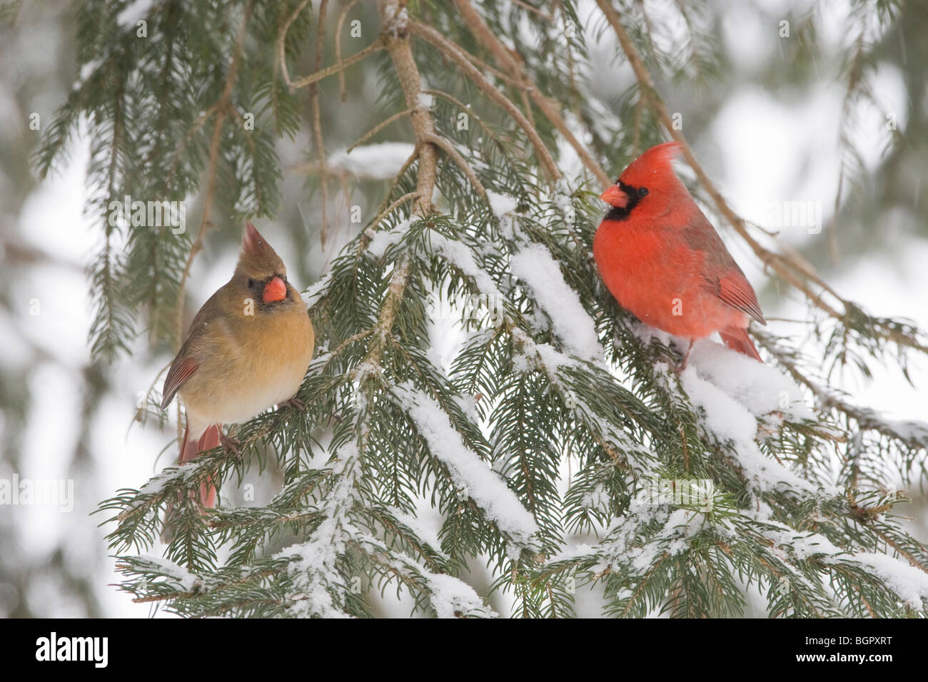 Pair Of Cardinals In Snow