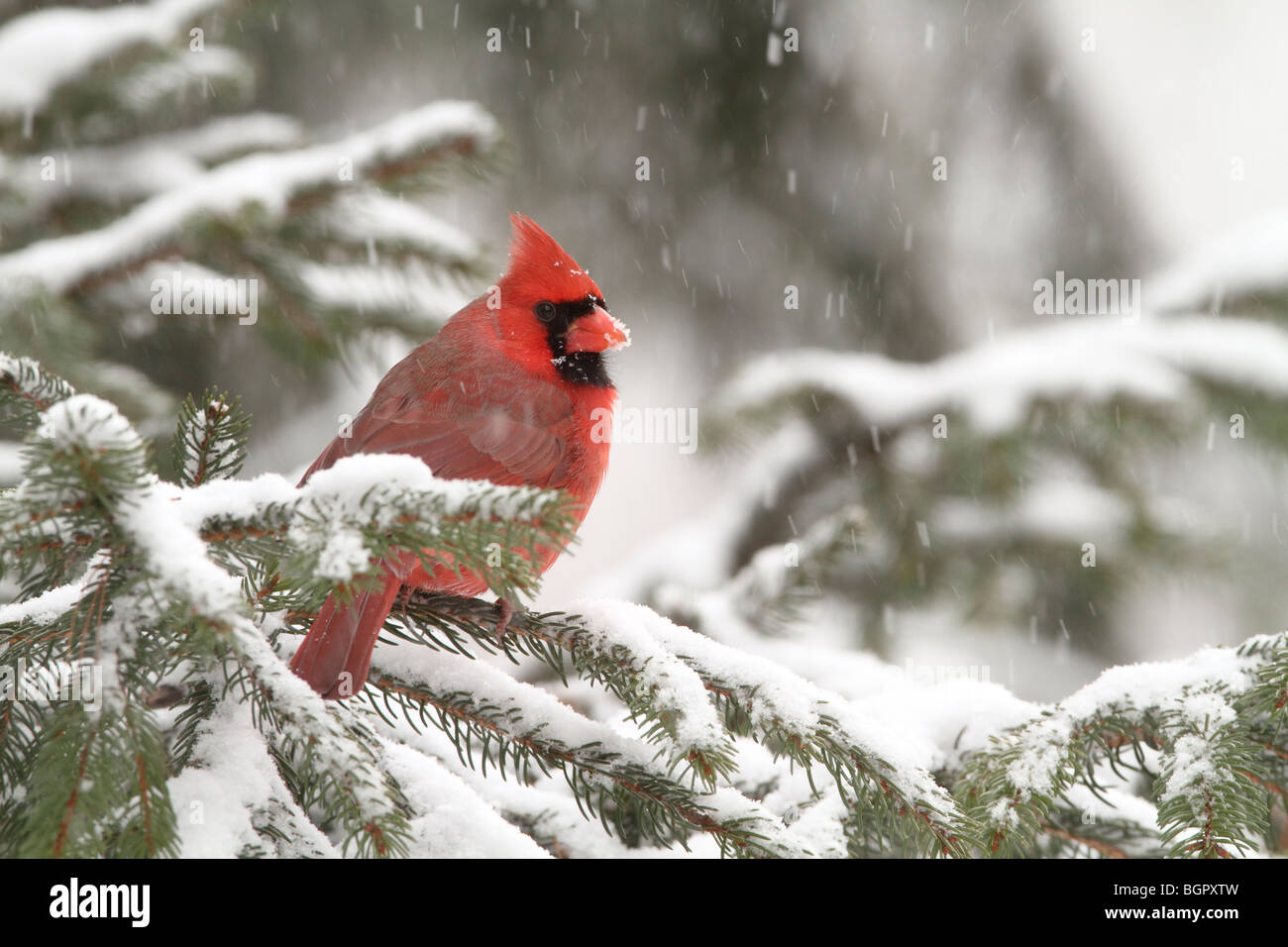 Male northern cardinal perched in hi-res stock photography and images ...