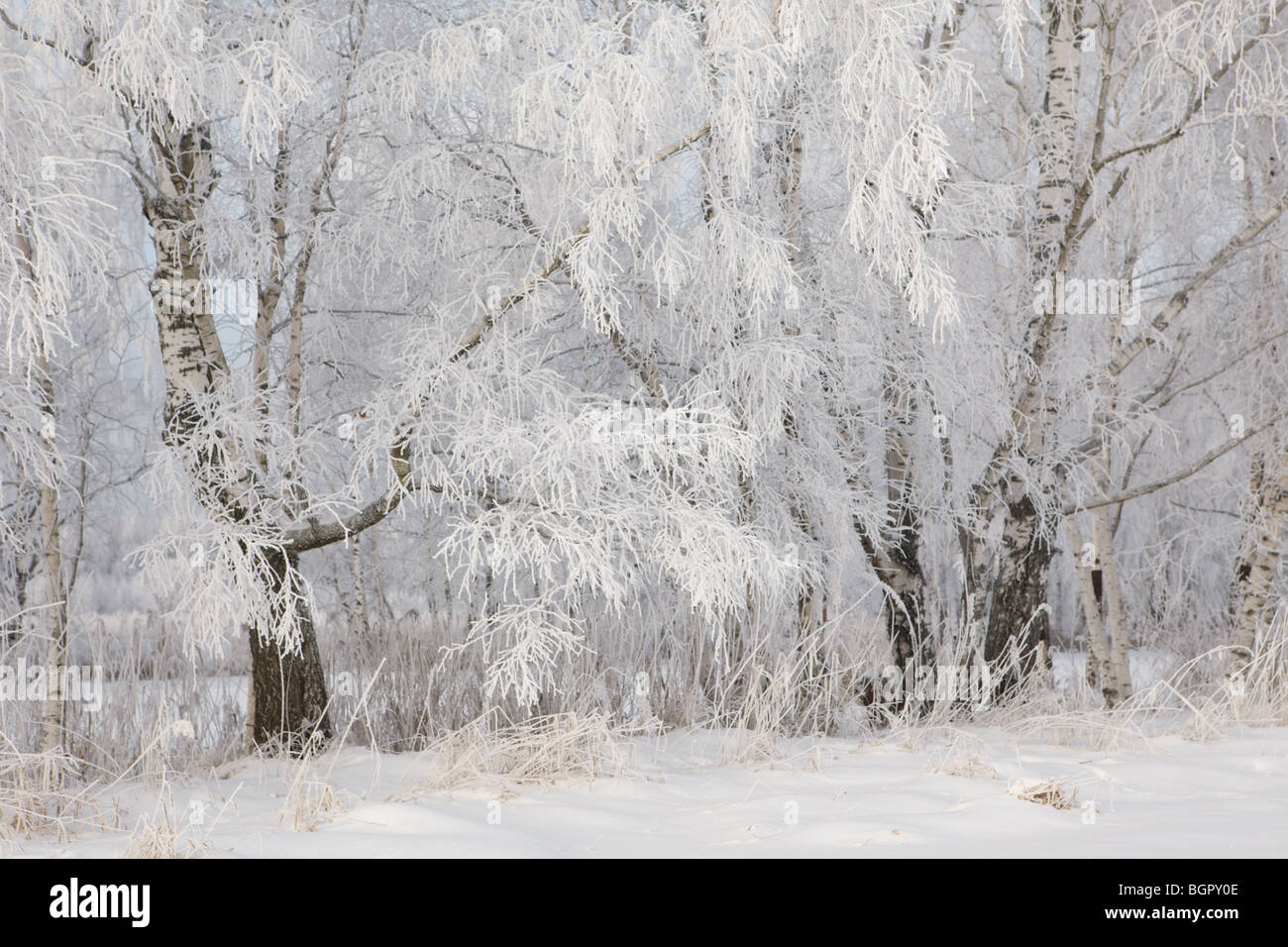 Winter frost on tree branches full frame pure winter background Stock ...