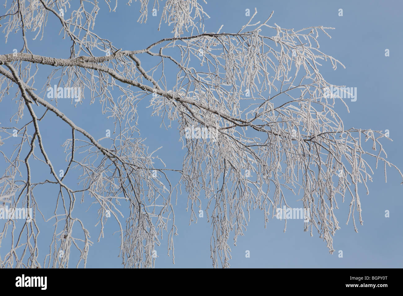Pure white snow on tree hi-res stock photography and images - Alamy