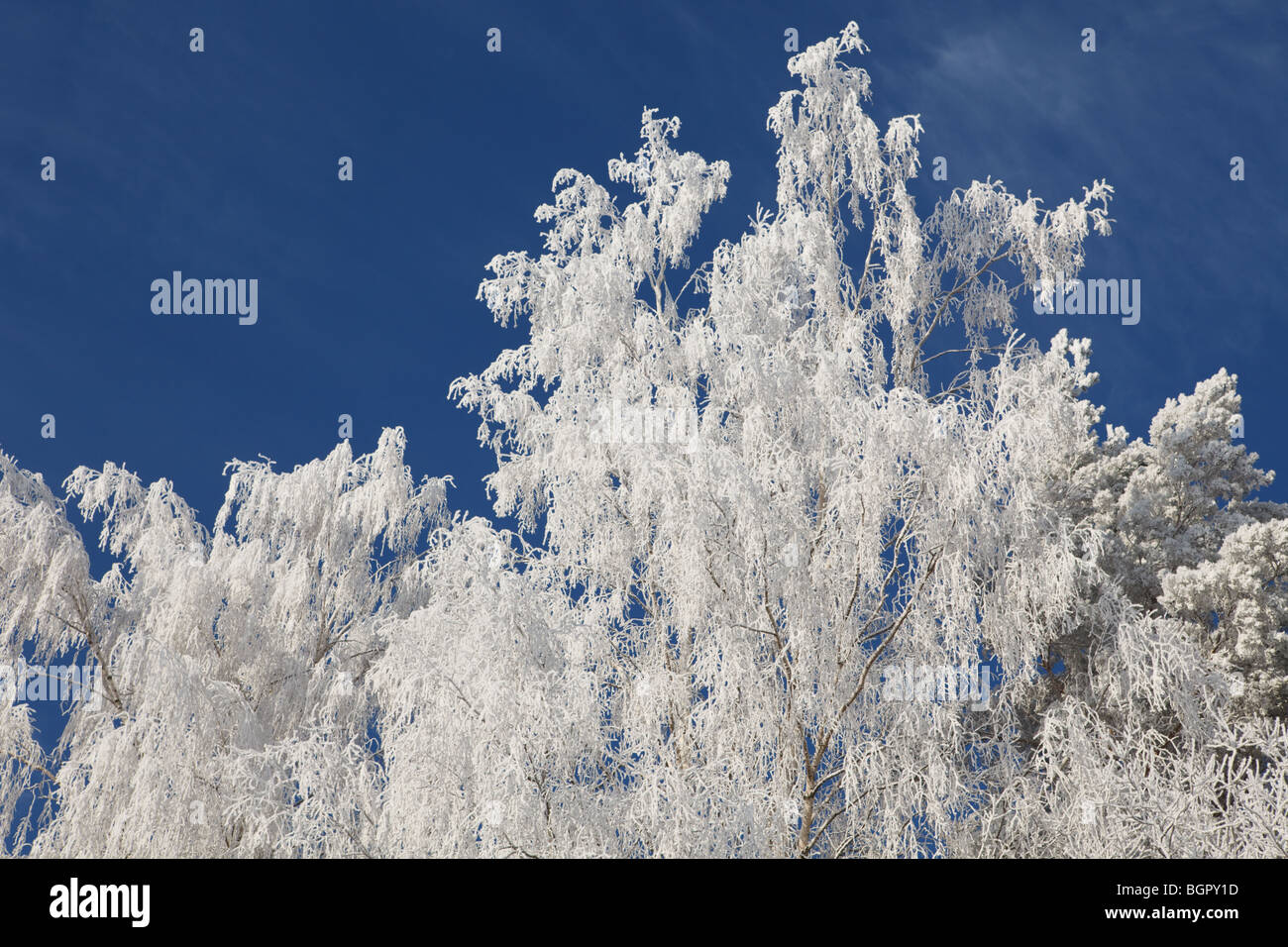 Winter frost on tree branches full frame pure winter background Stock ...