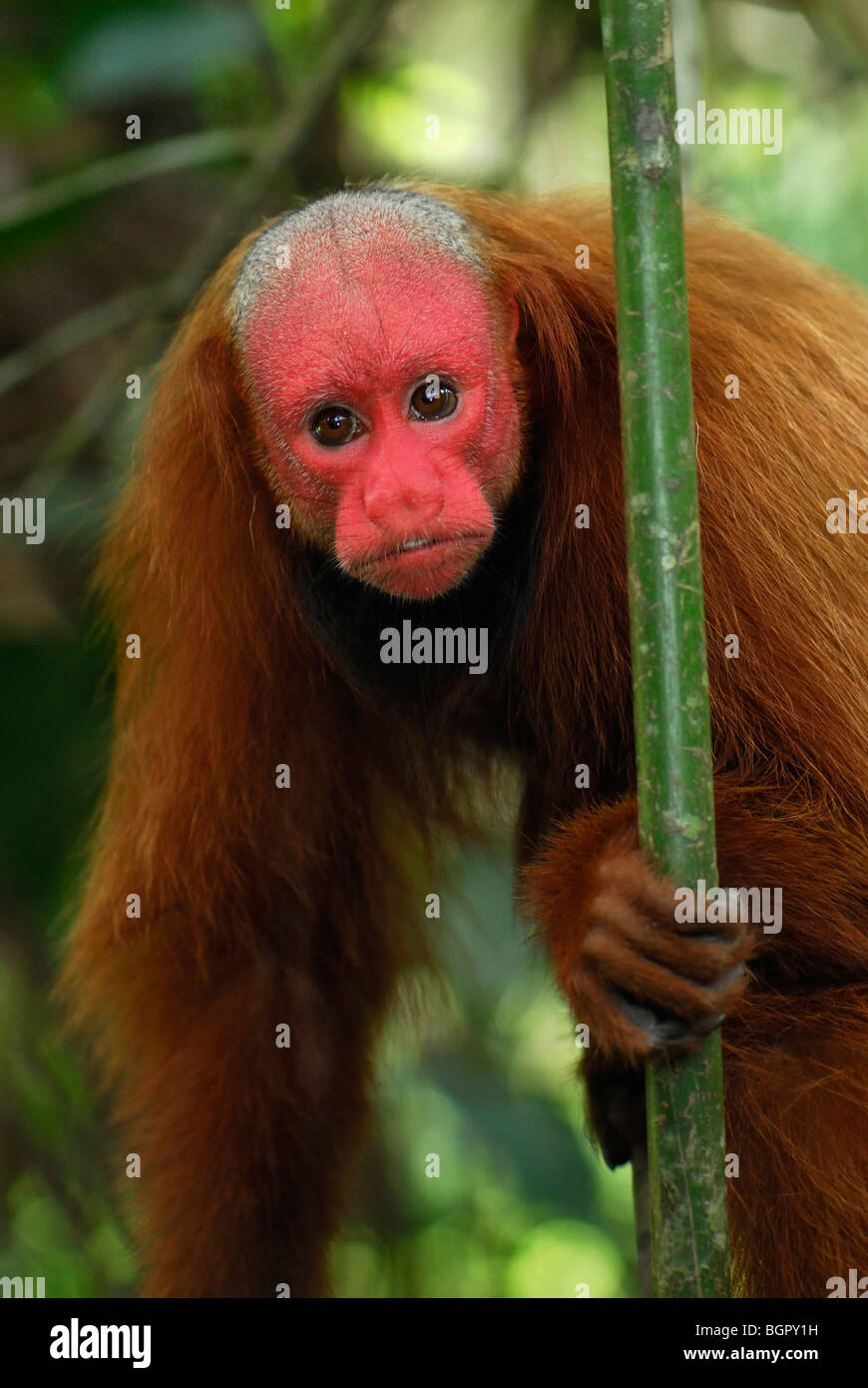 Red Uakari or Bald Uacari (Cacajao calvus rubicundus), adult, Lago ...