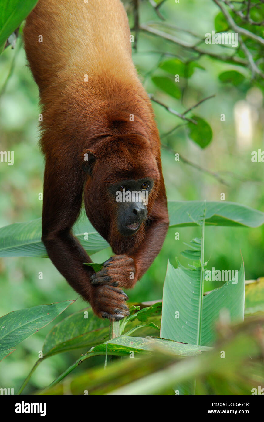 Red Howler Monkey (Alouatta seniculus), adult hanging, Iquitos, Peru ...
