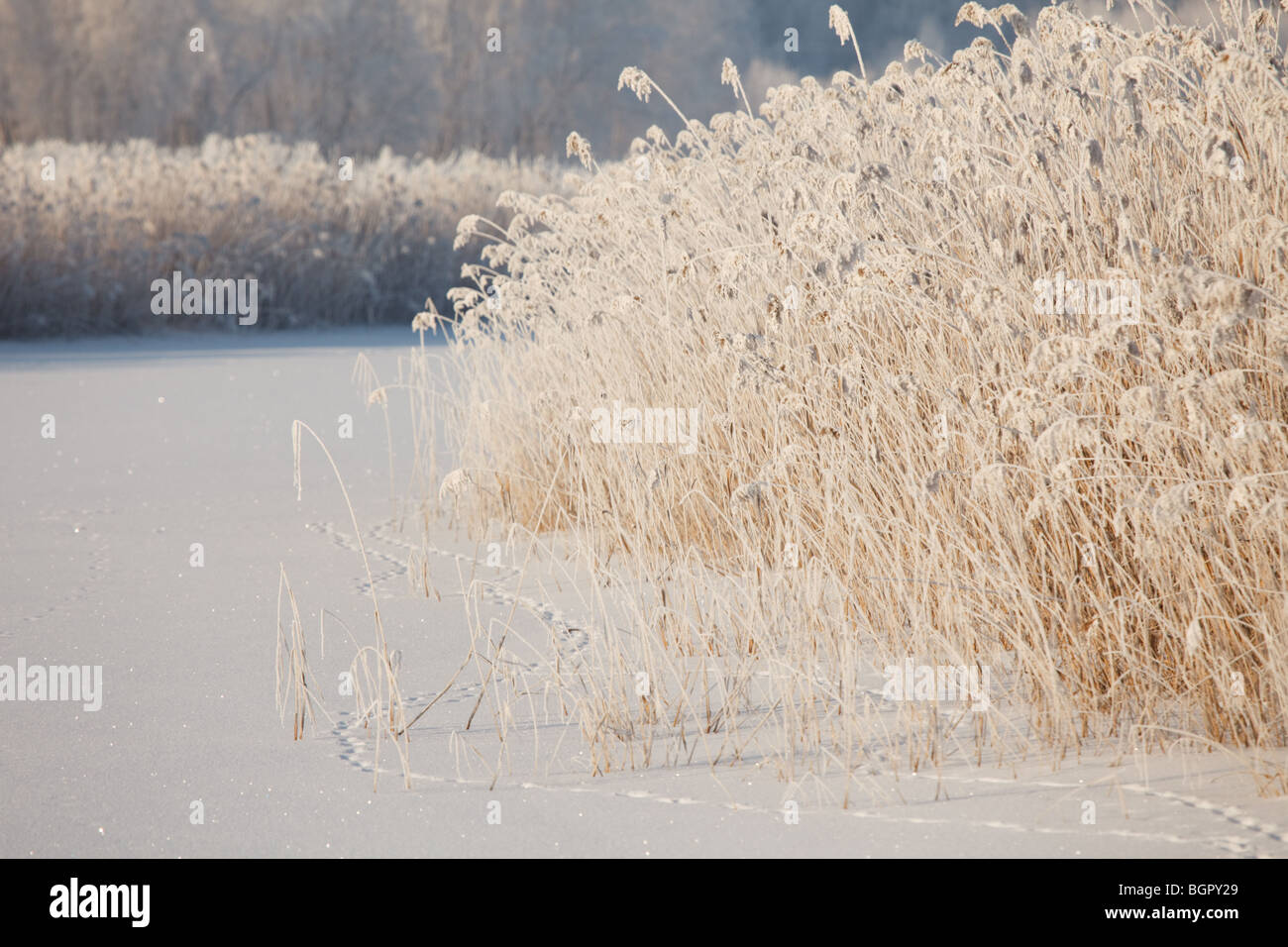 Winter landscape, frozen river bank Stock Photo - Alamy