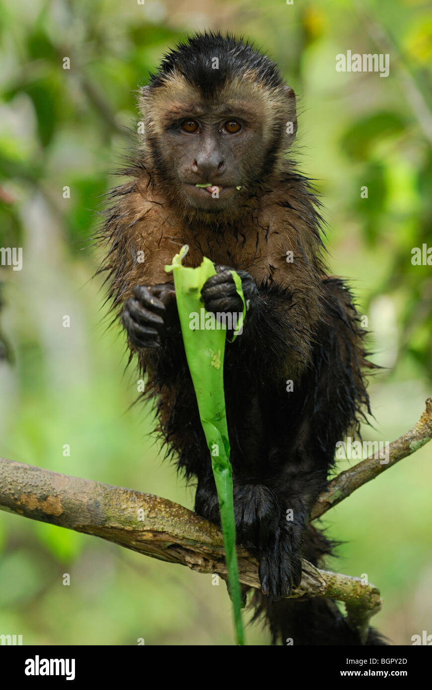 Tufted or Brown Capuchin (Cebus apella), adult eating, Pacaya-Samiria ...