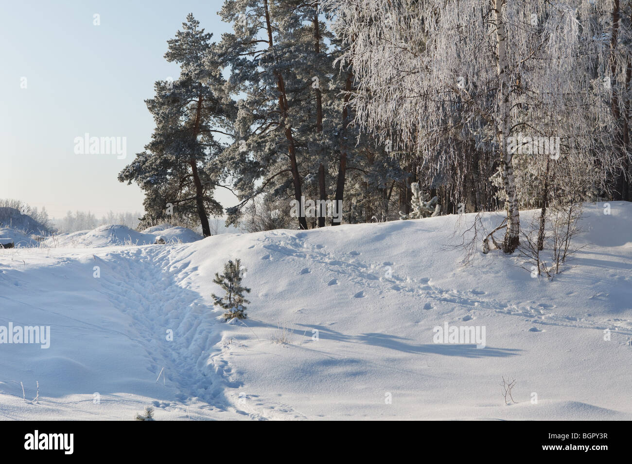 Winter landscape pure white deep snow with country ski trails Stock ...