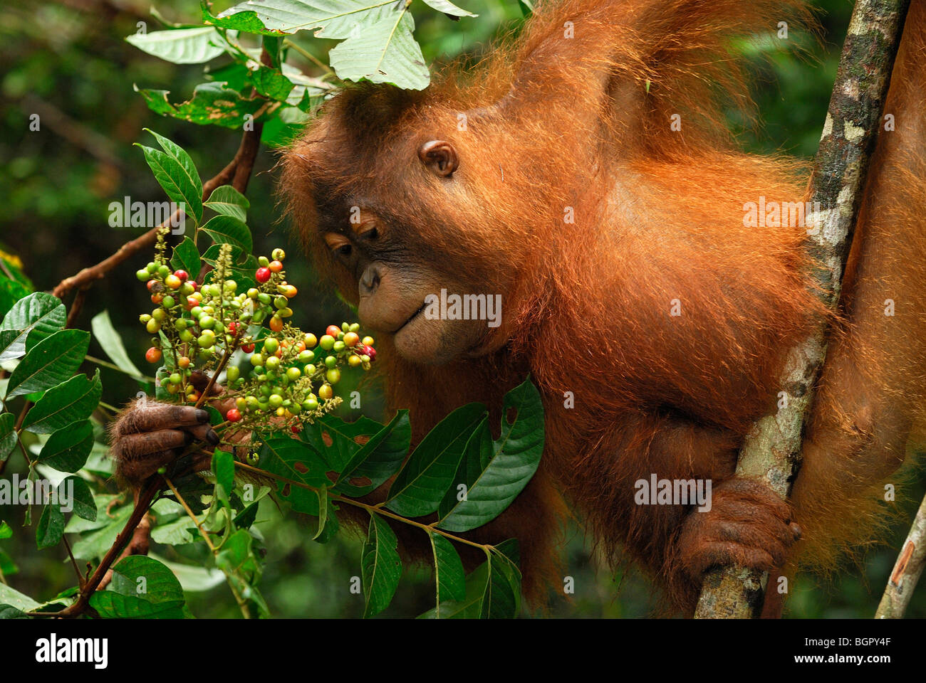 Borneo Orangutan (Pongo pygmaeus), eating fruits, Camp Leaky, Tanjung ...