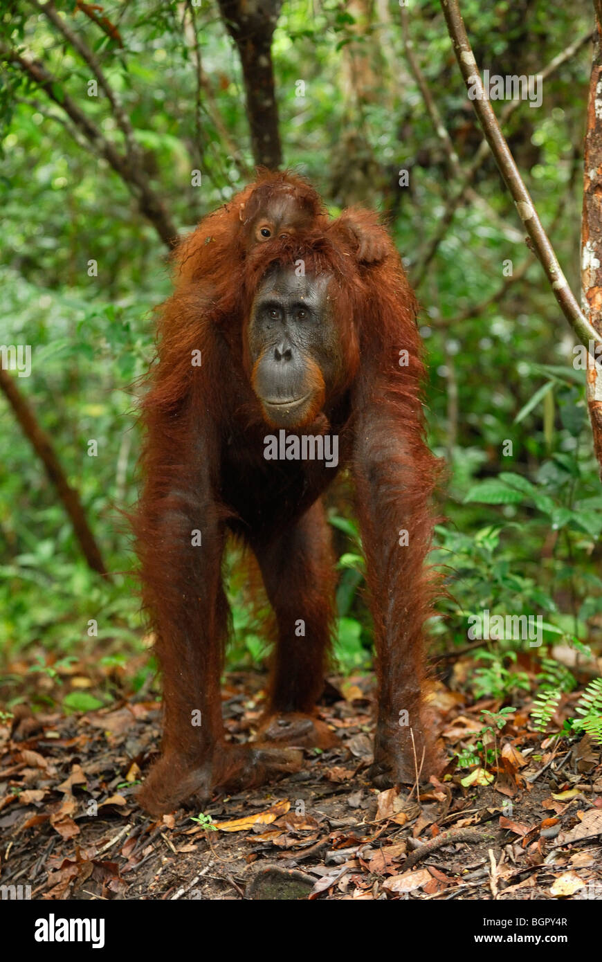 Borneo Orangutan (Pongo pygmaeus), female with its baby riding on its ...