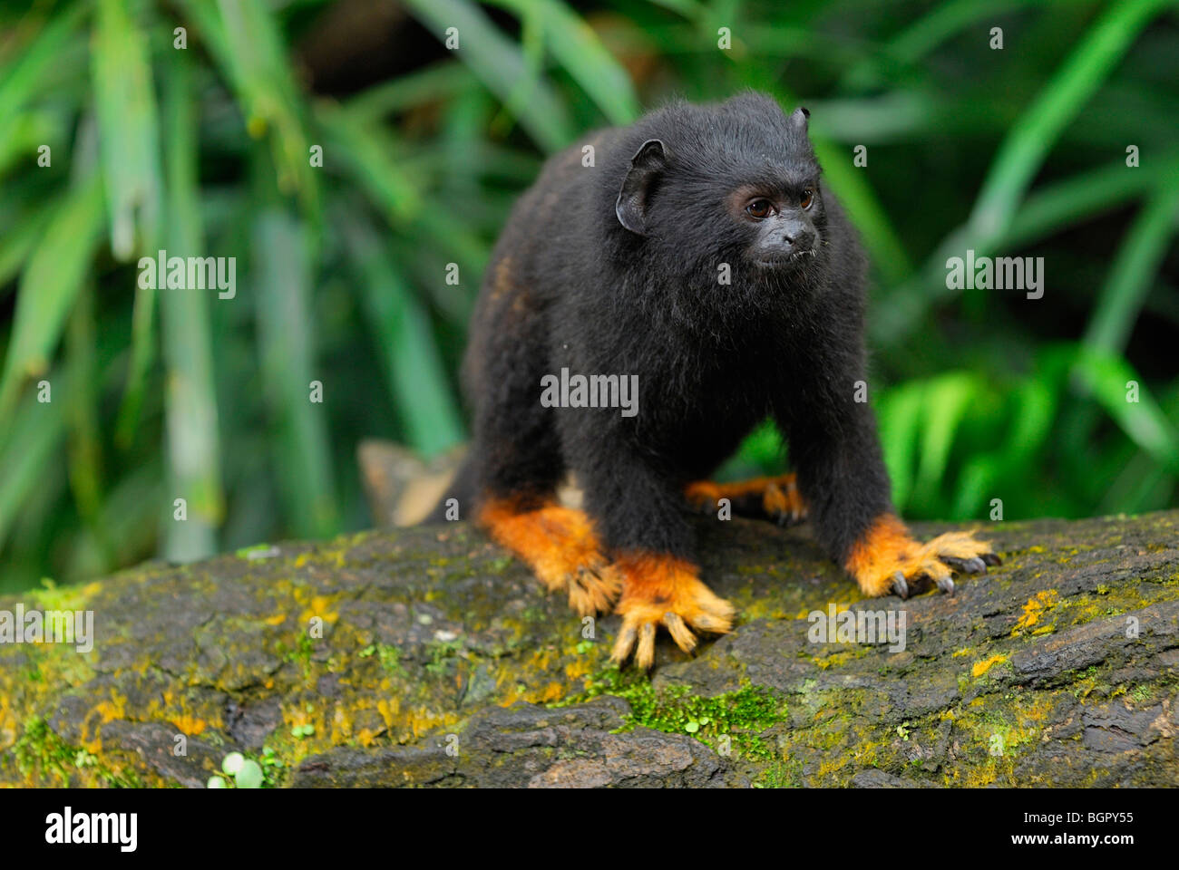 Golden-handed Tamarin (Saguinus midas), adult, Brazil Stock Photo - Alamy