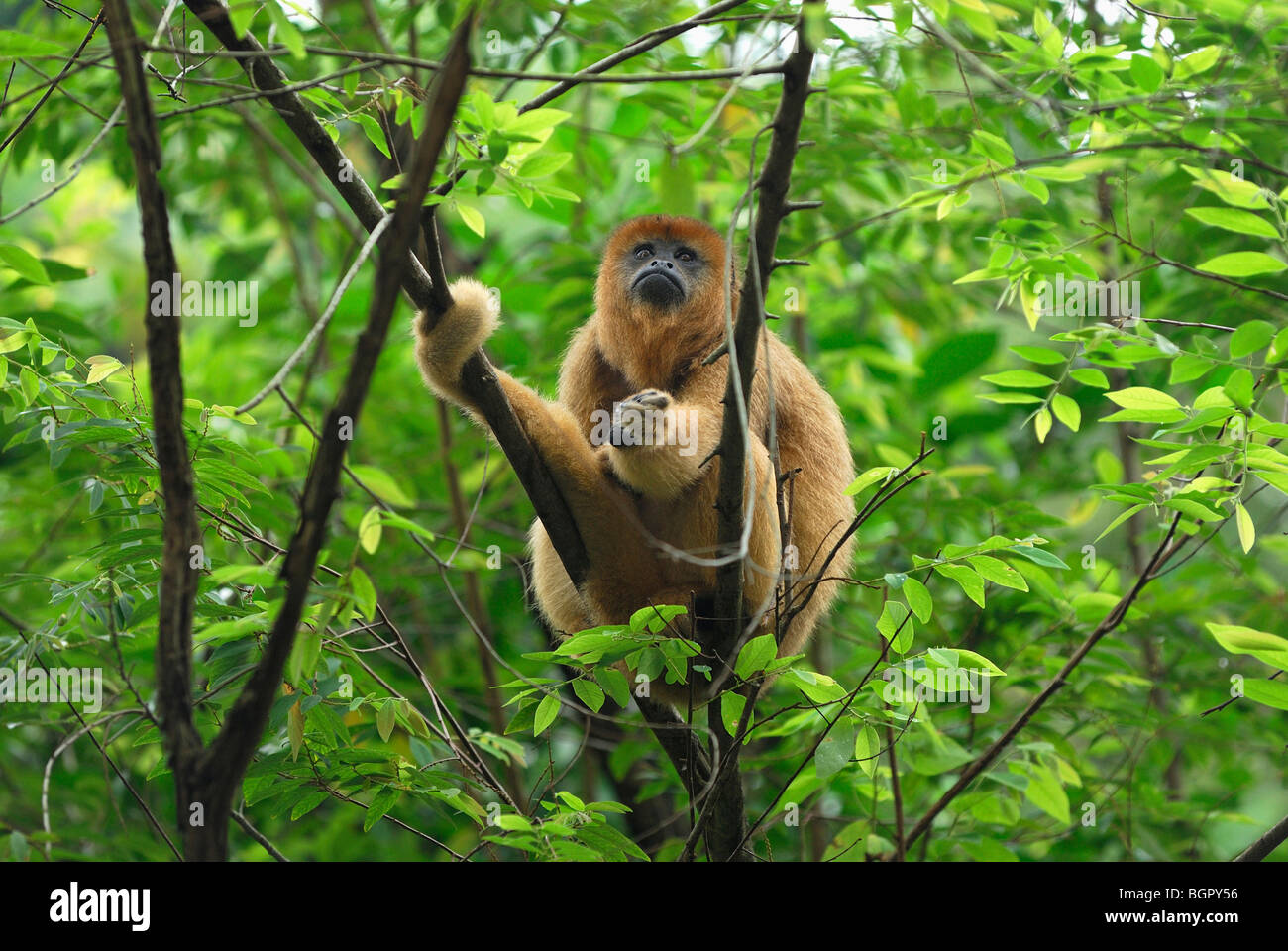 Black and gold howler monkey hi-res stock photography and images - Alamy