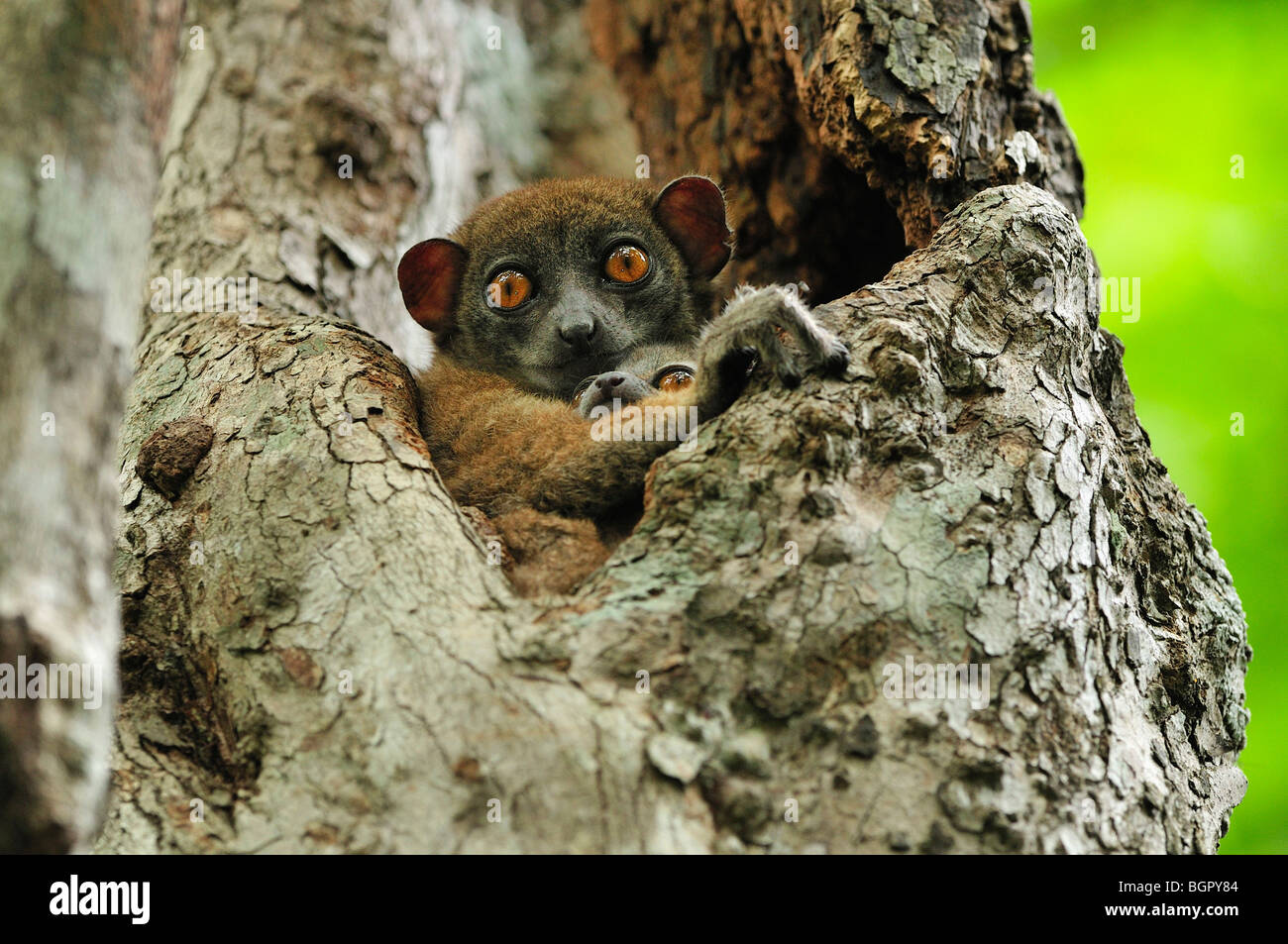 Northern Sportive Lemur Endangered