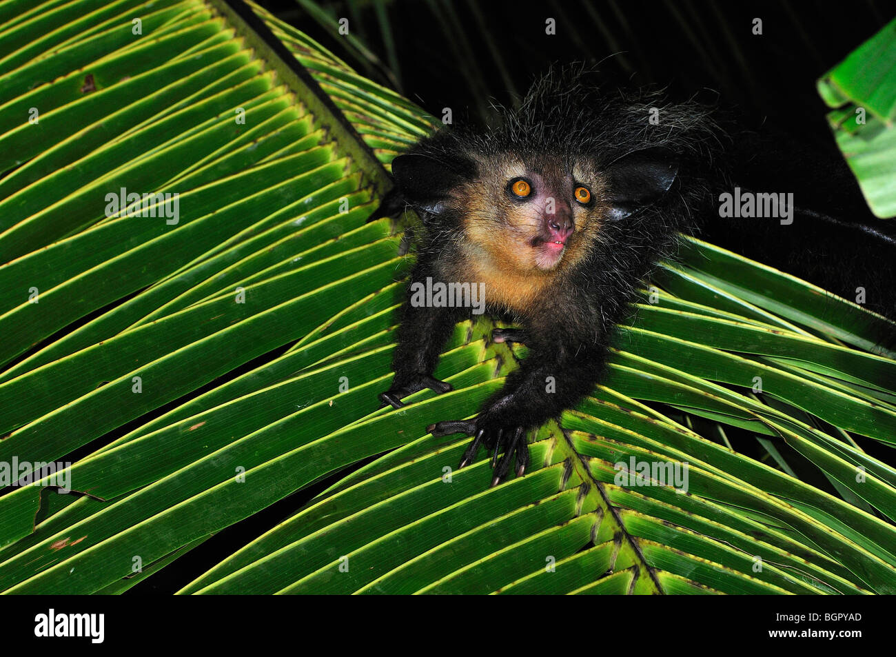 Aye-aye (Daubentonia madagascariensis), adult at night, Mananara ...