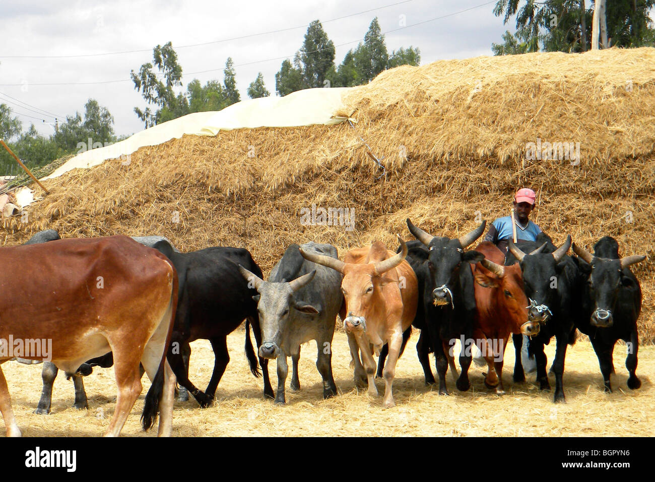 Surrounding of Wukro, Tigray, Ethiopia Stock Photo - Alamy