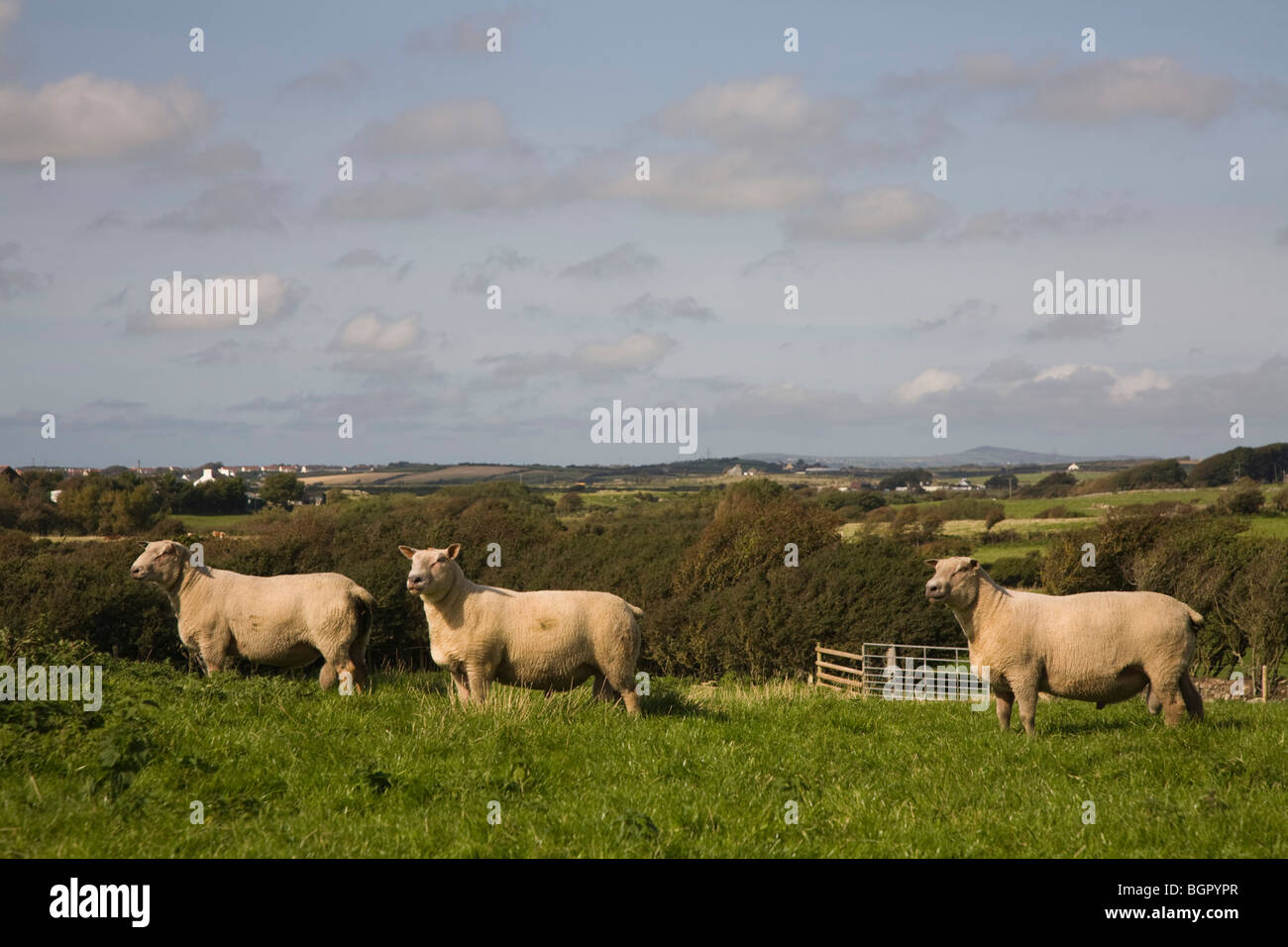 Plas llanfaelog hi-res stock photography and images - Alamy