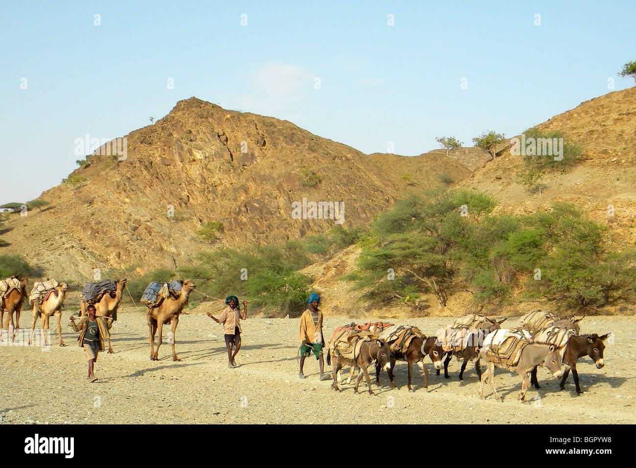 Afar nomads, Tigray valley, Surrounding of Wukro, Tigray, Ethiopia ...