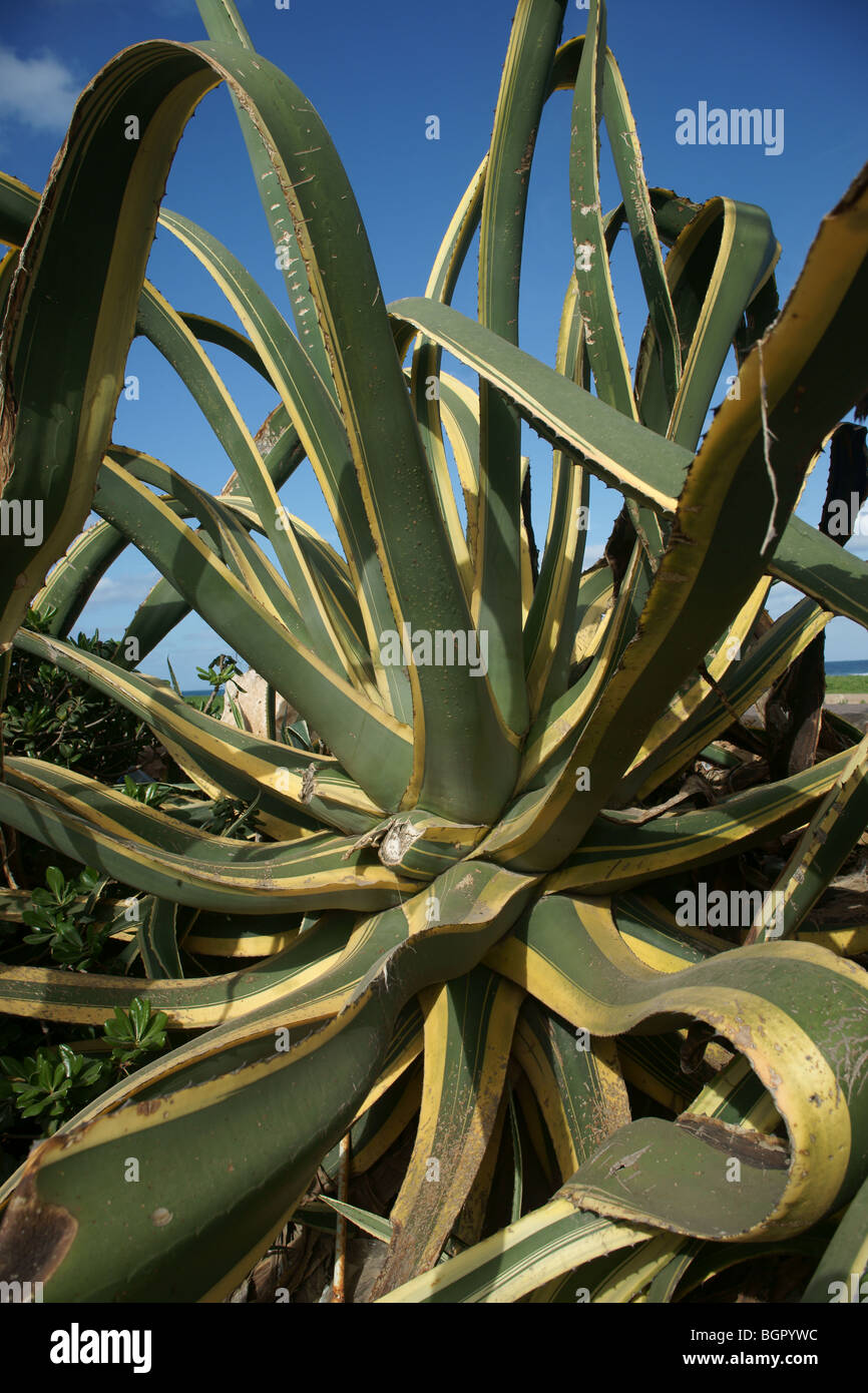 Agave genus hi-res stock photography and images - Alamy