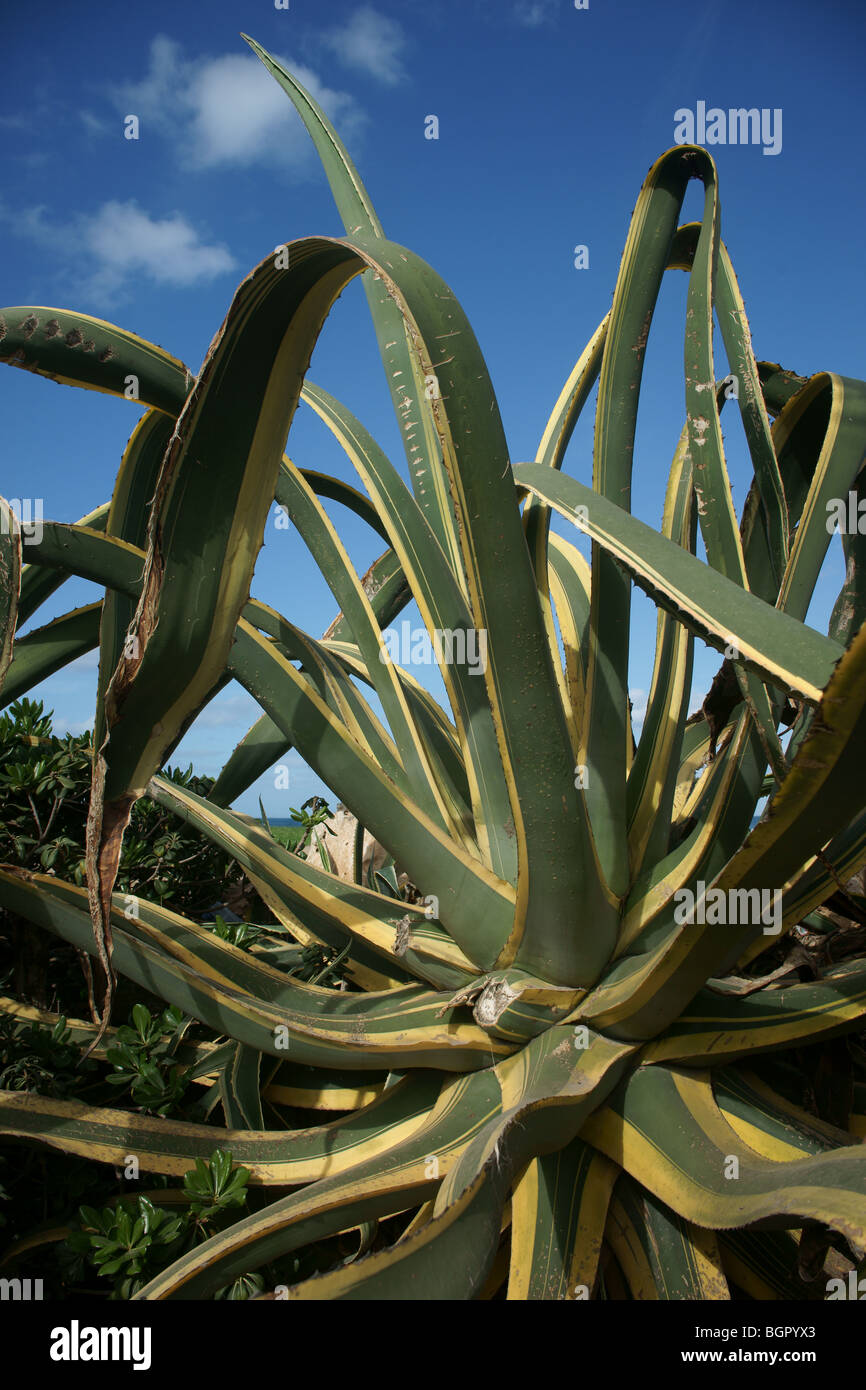 Spiny edged plant hi-res stock photography and images - Alamy