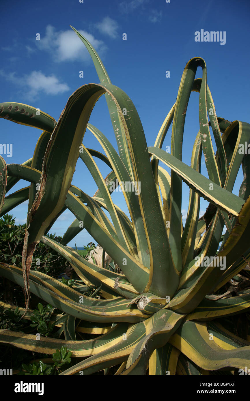 Agave genus hi-res stock photography and images - Alamy