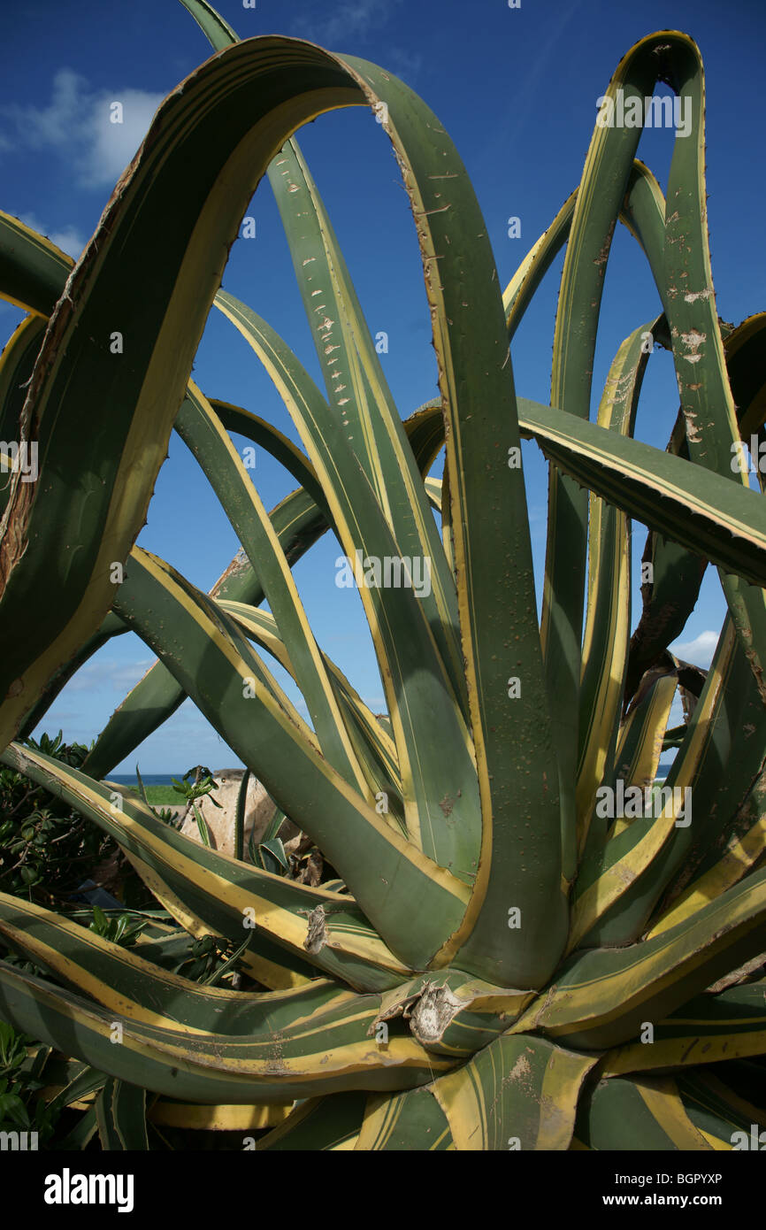 Agave genus hi-res stock photography and images - Alamy