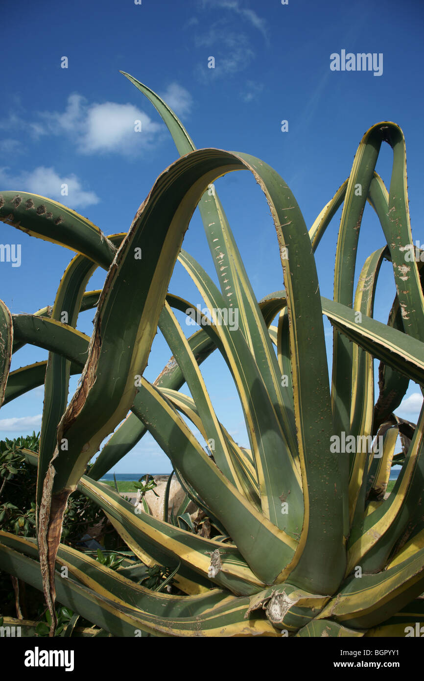 Agave genus hi-res stock photography and images - Alamy
