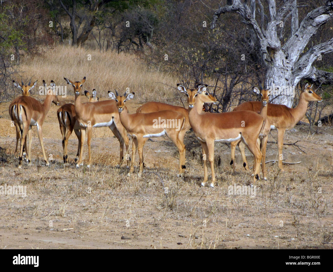 Impala africa hi-res stock photography and images - Alamy