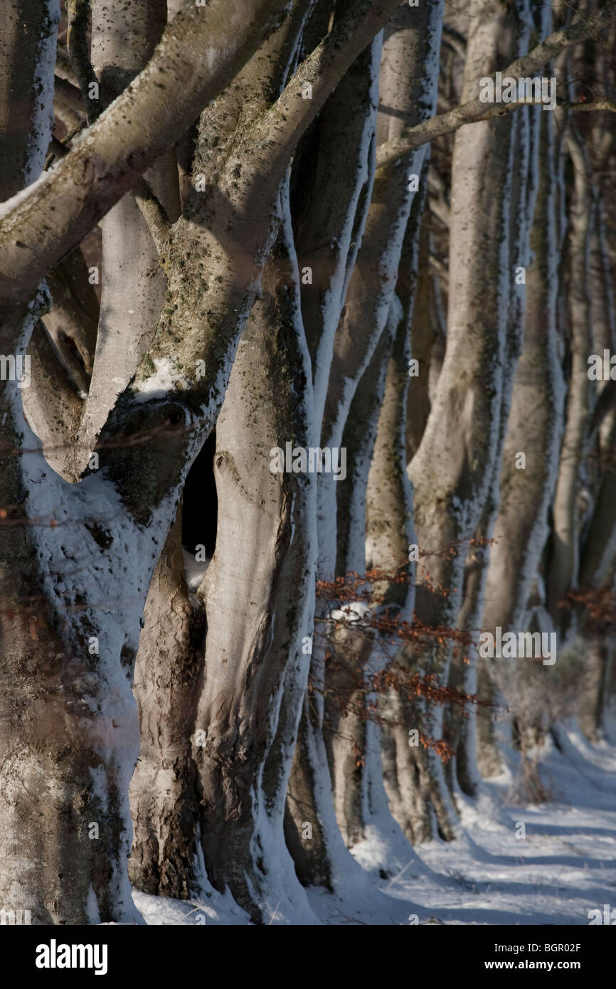 Beech tree avenue hi-res stock photography and images - Alamy