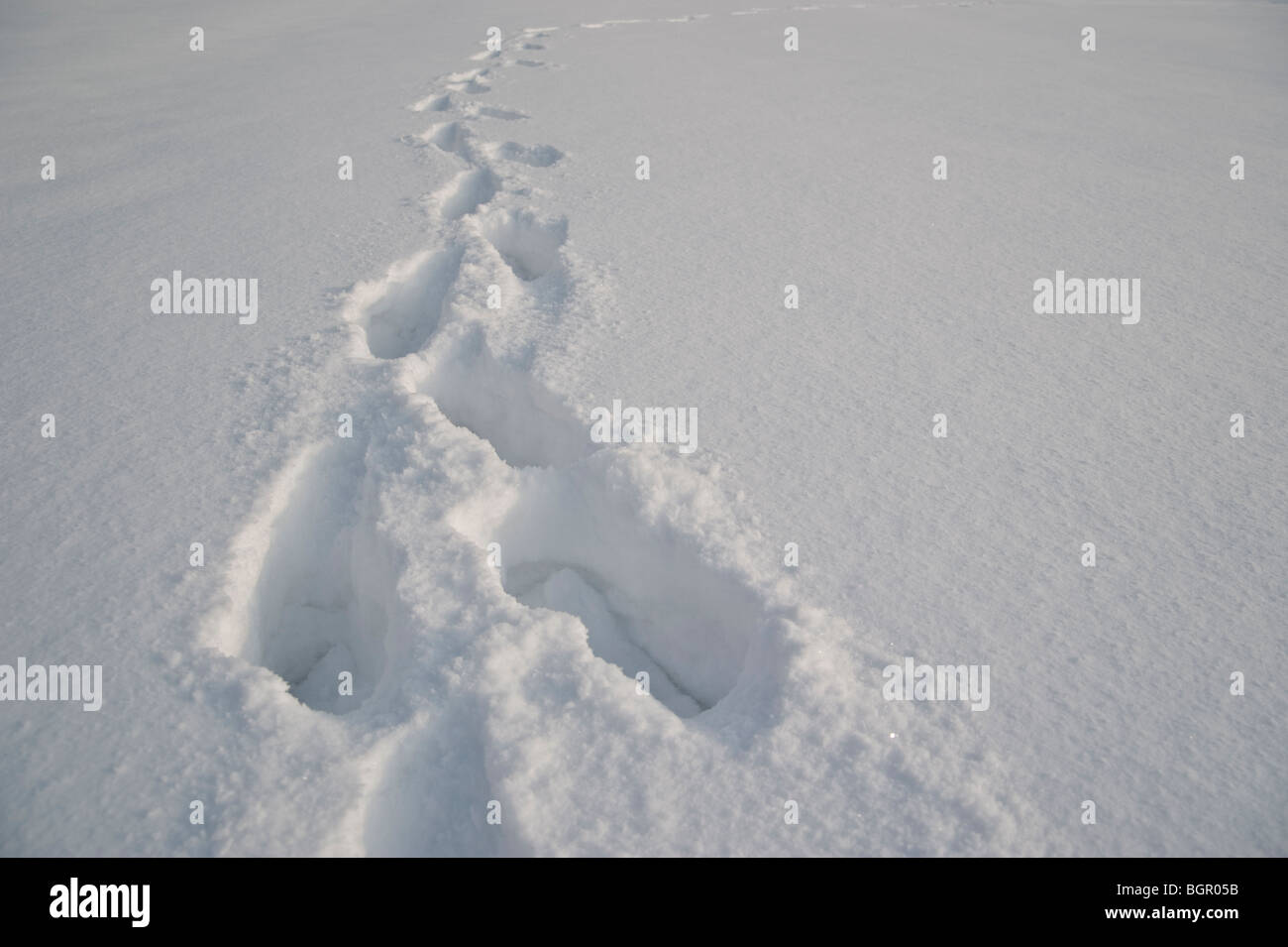 Human Track High Resolution Stock Photography and Images - Alamy