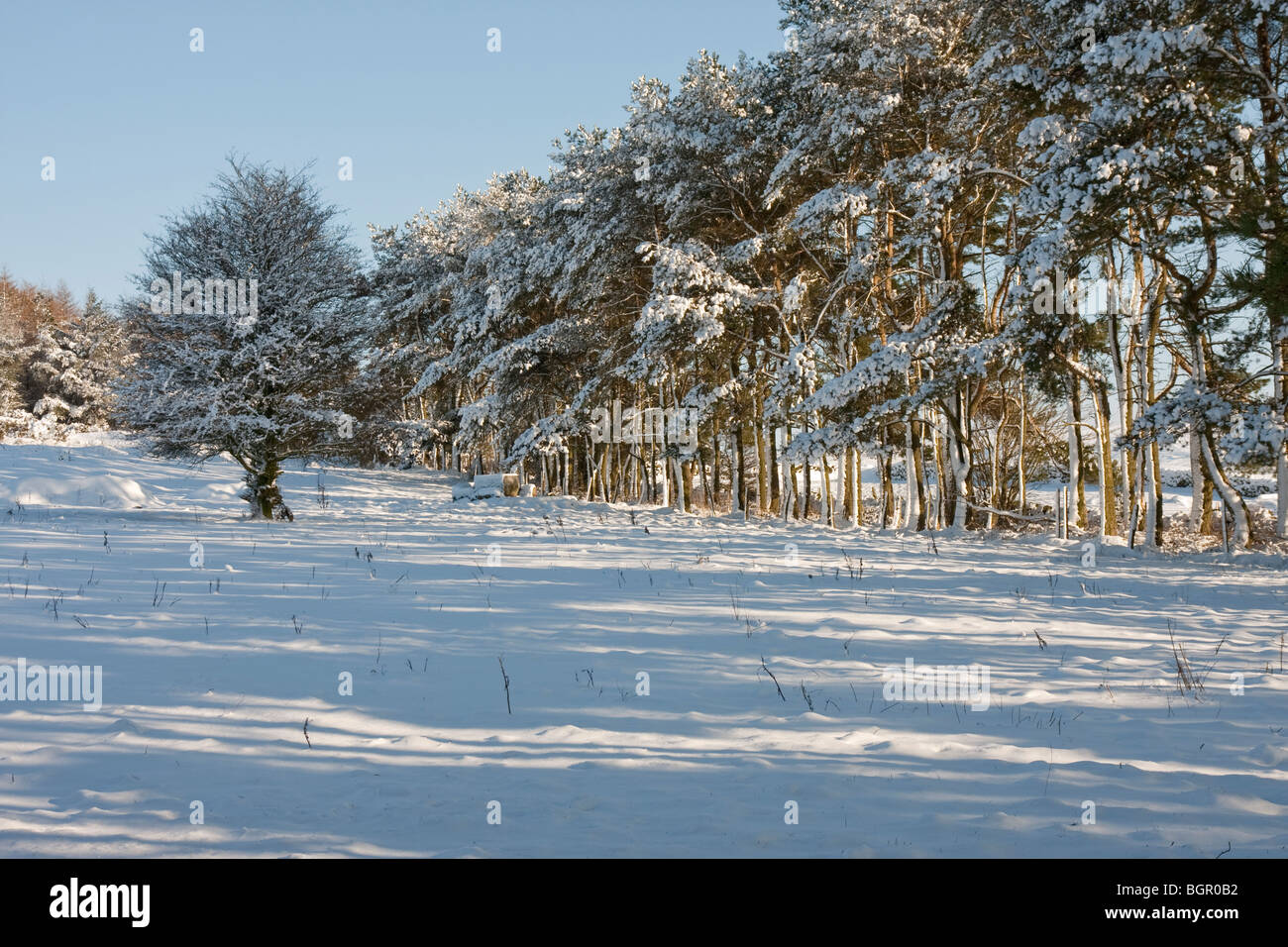 Snow covered trees Stock Photo - Alamy