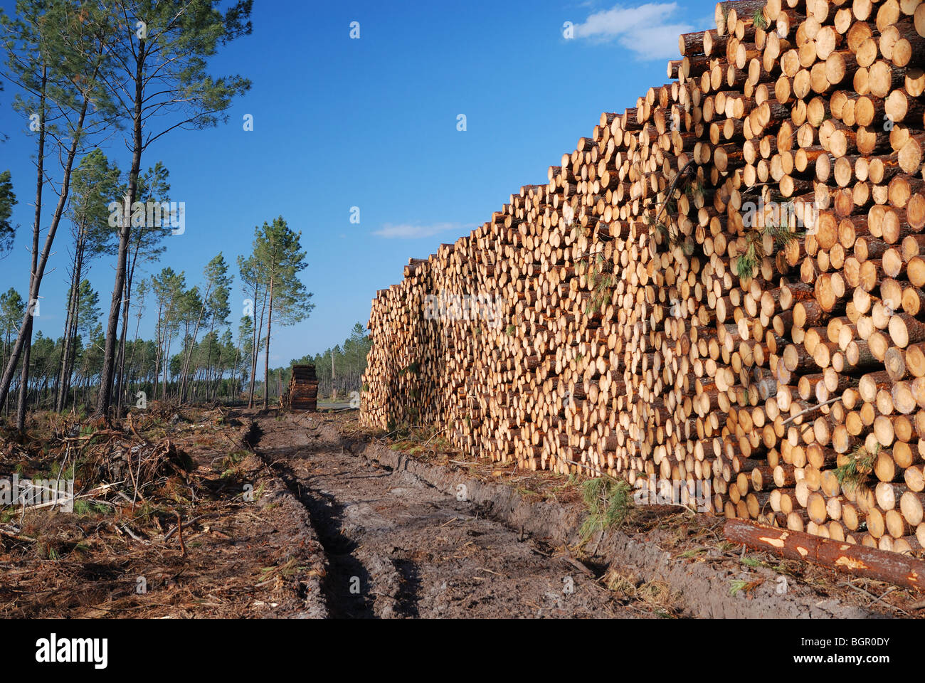 Huge piles of logs hi-res stock photography and images - Alamy