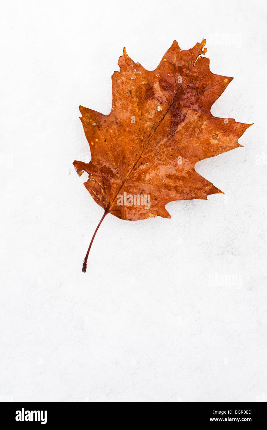 Single fallen leaf Cut Out Stock Images & Pictures - Alamy