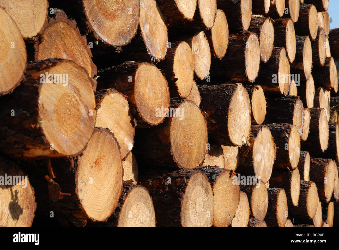 Large stack of trunks sawed Stock Photo - Alamy