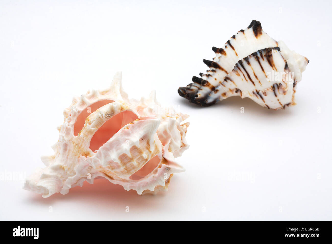 White conch shells hi-res stock photography and images - Alamy