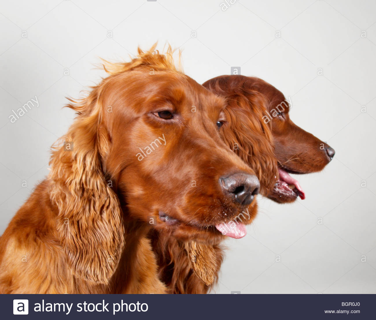 Red Setters Stock Photos & Red Setters Stock Images - Alamy