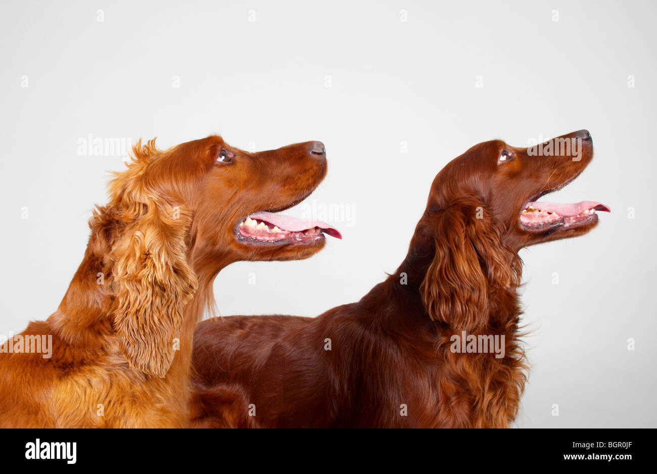 Red setters hi-res stock photography and images - Alamy